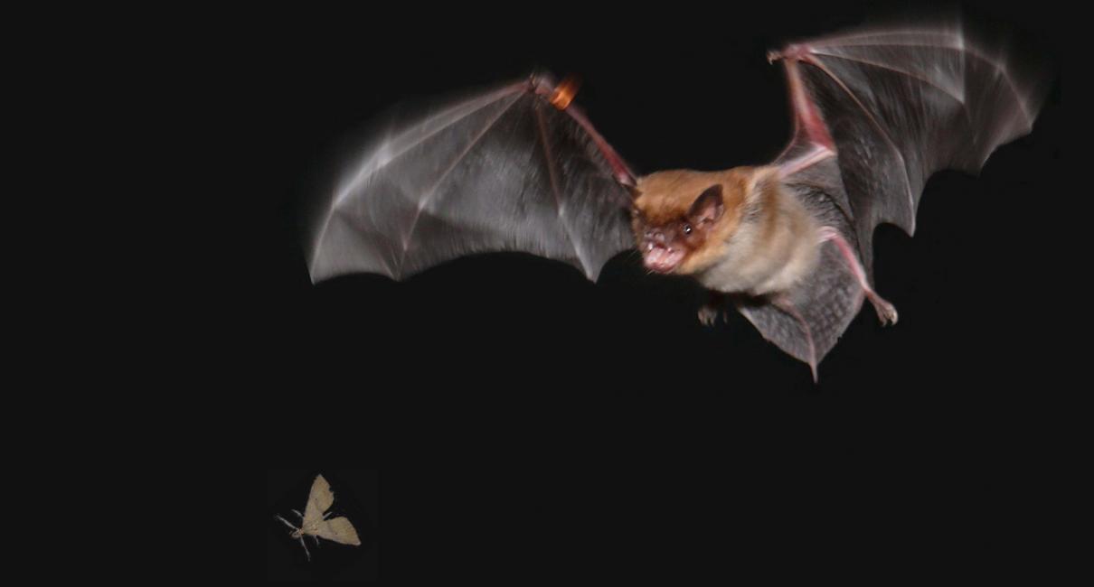 כוחו של ההמון | אוניברסיטת ת"א | אוניברסיטת תל אביב